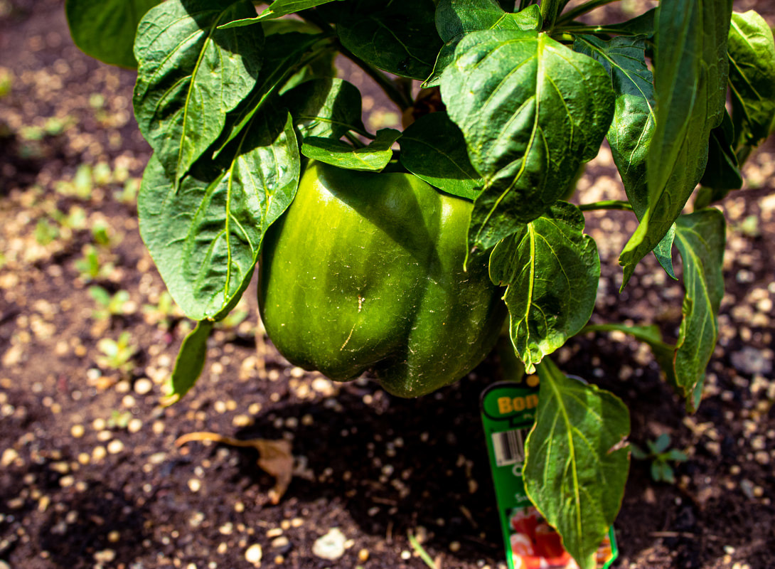 Meals | Services | Exodus Place - Transitional Housing GR, MI